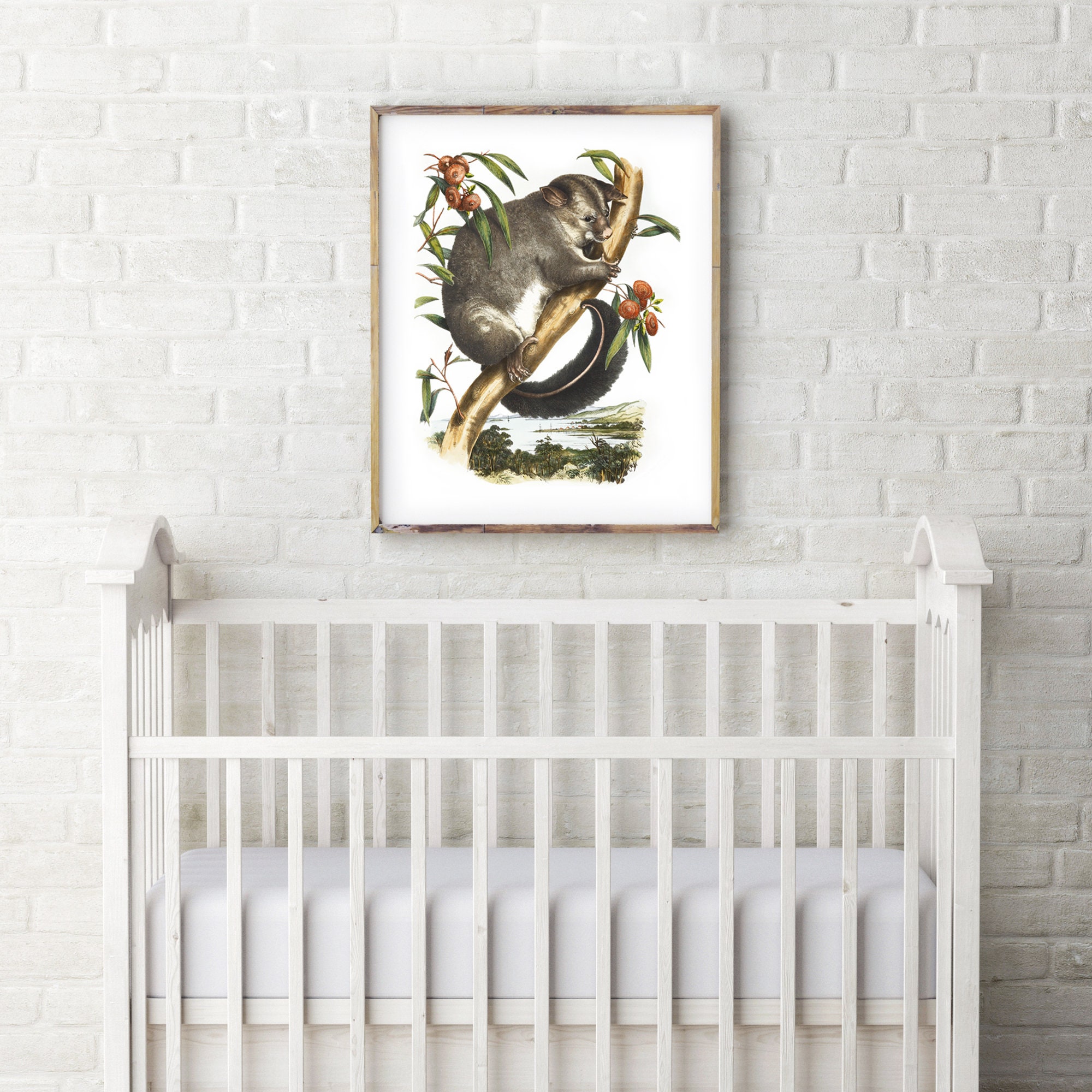 Vintage Australian Animal Prints Koala Possum Kangaroos Australian ...