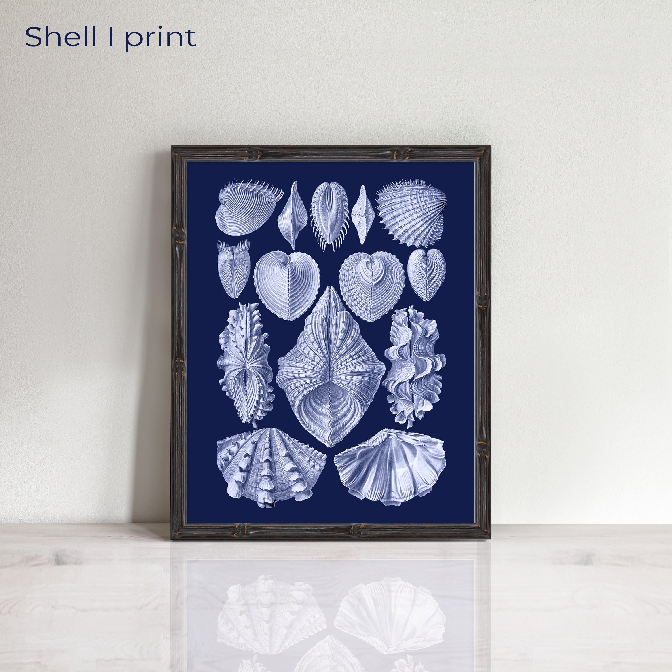 Vintage Sea Shell Print Set - Hamptons Prints, Navy Blue and White ...