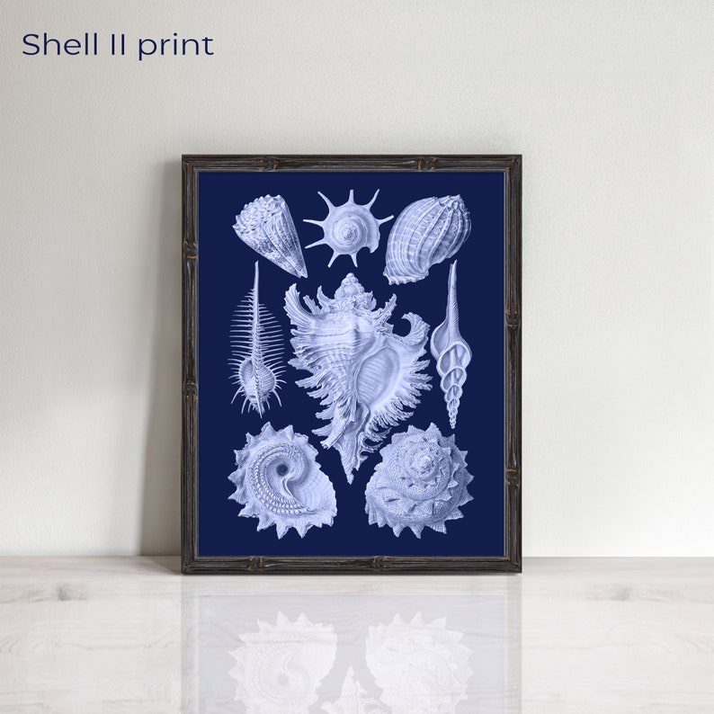 Vintage Sea Shell Print Set - Hamptons Prints, Navy Blue and White ...
