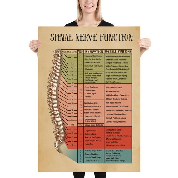 Chiropractic Spine Chart