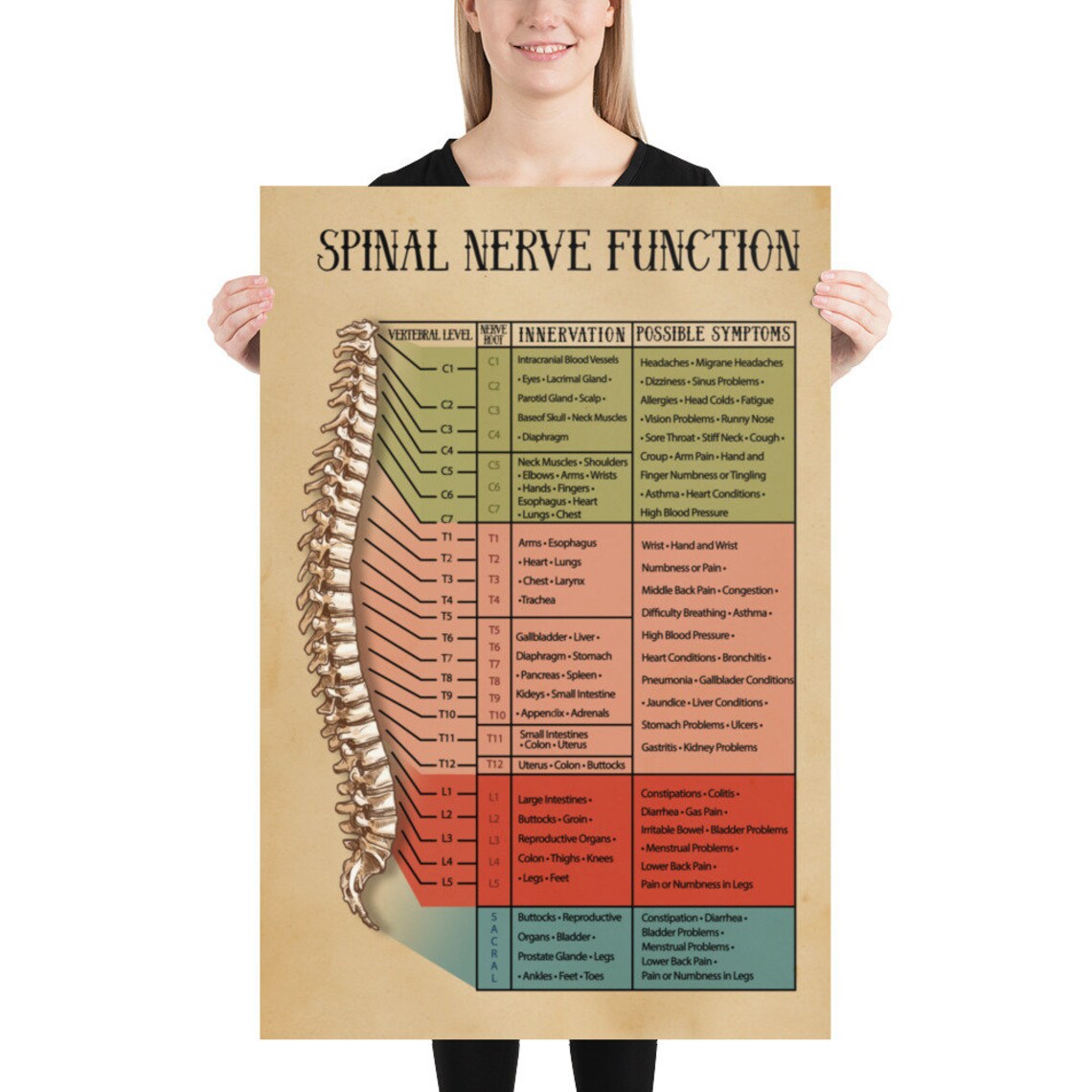 Spinal Nerve Function Chart Root Chart Chiropractic - Etsy