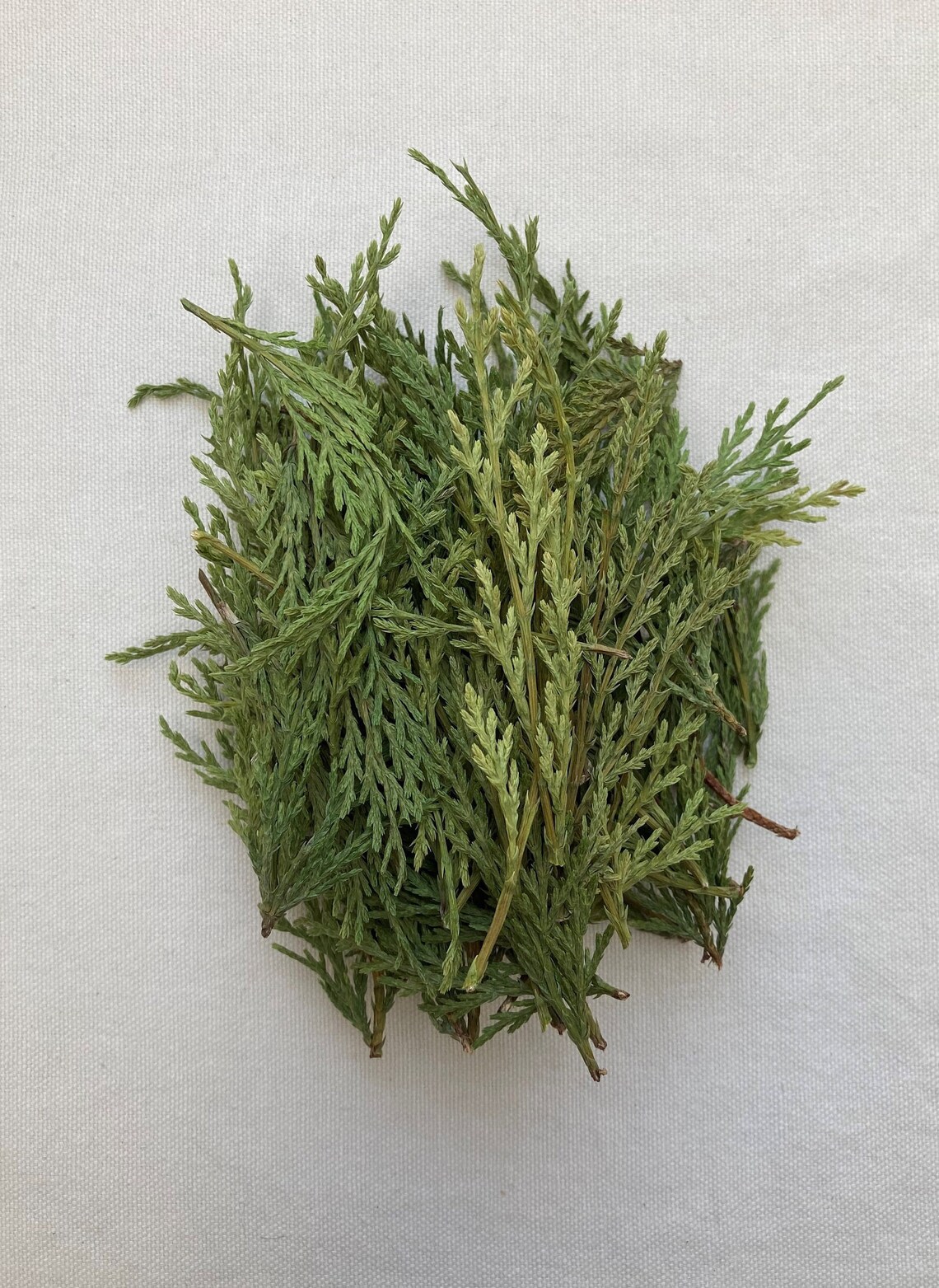 Western Red Cedar Organic Dried 25g 50g or 100g | Etsy