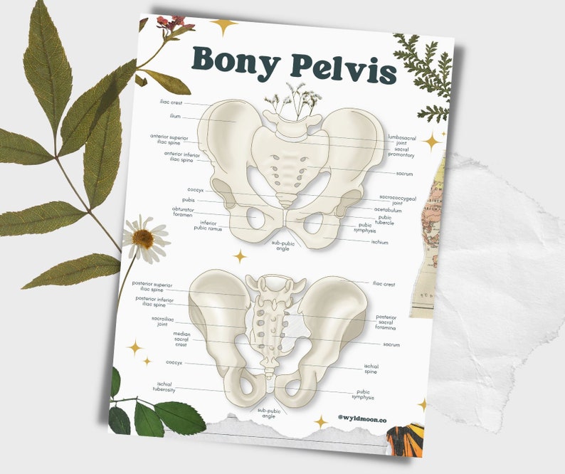 Bony Pelvis Anatomy Poster | Digital Download | Birthwork | Childbirth ...