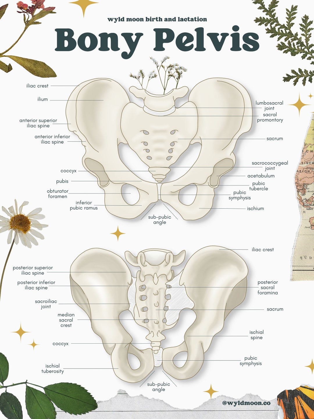 Bony Pelvis Anatomy Poster Digital Download Birthwork - Etsy
