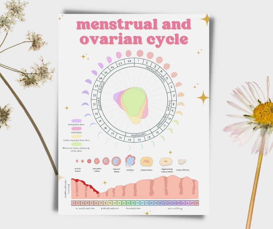 Menstrual and Ovarian Cycle Poster | Fertility | Reproductive Cycle ...