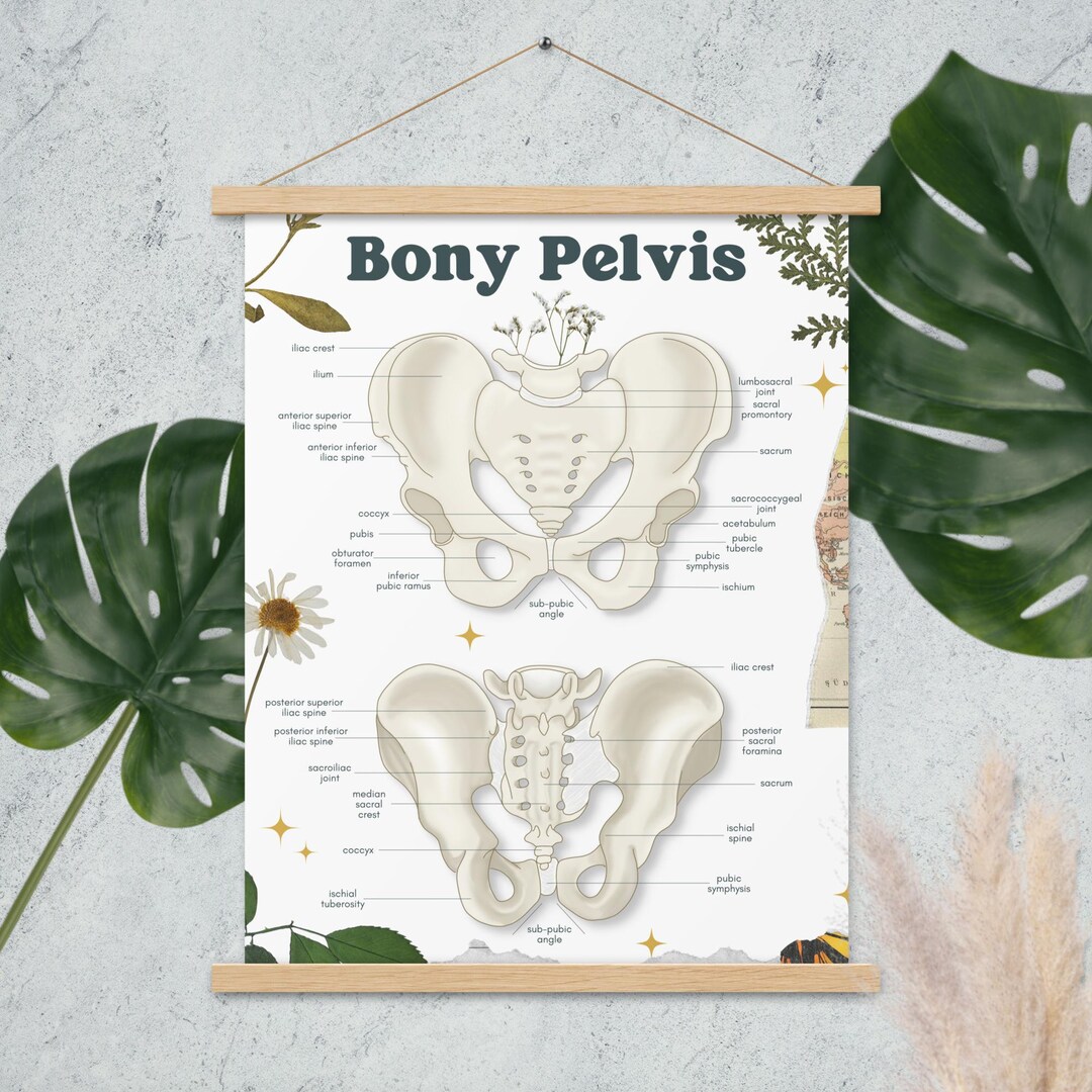 Bony Pelvis Hanging Poster | Birthwork | Childbirth Education | Midwife ...