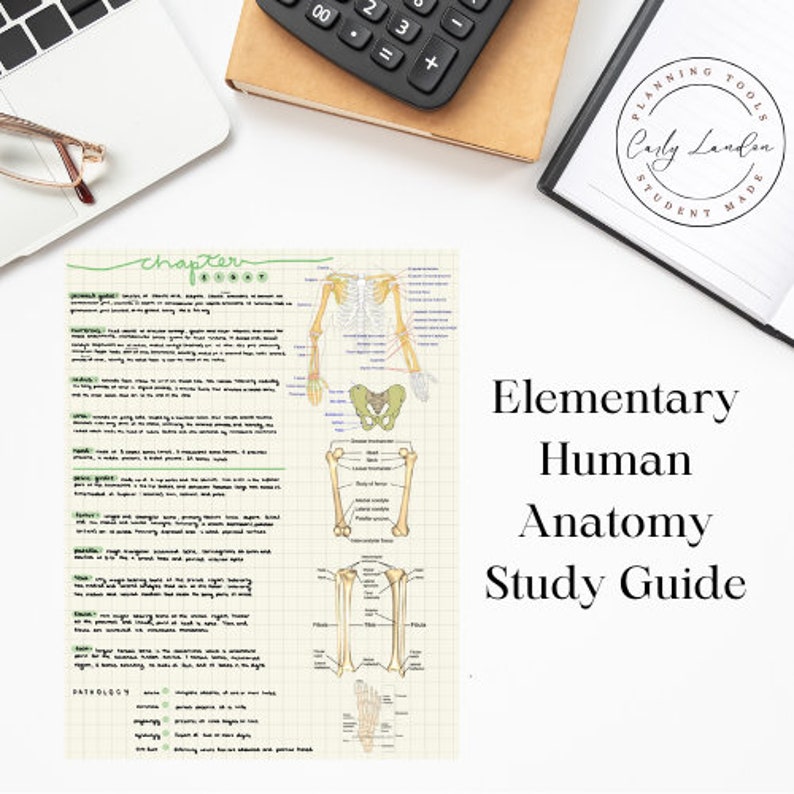 Elementary Human Anatomy Study Guide (ANAT-A 210) - Etsy