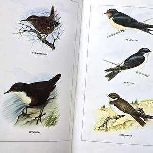 80s Danish Vintage Book on Birds, Animal Illustrations, Nature Drawings ...