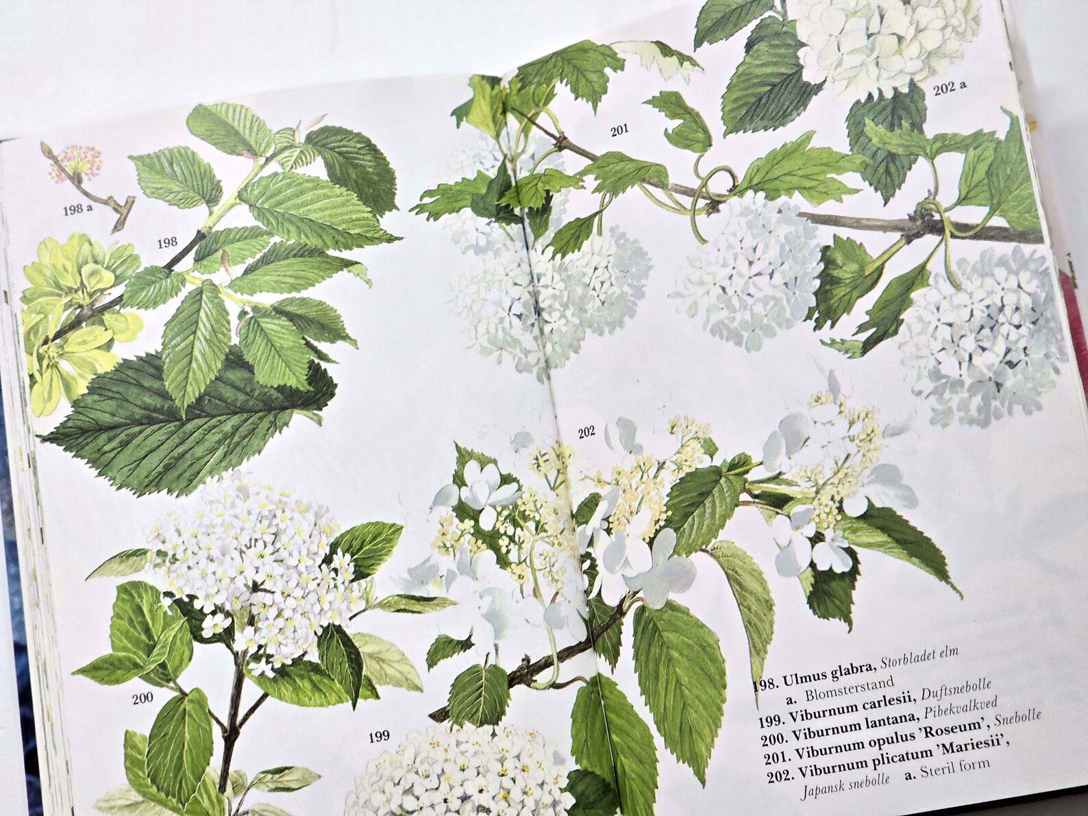 90s' Danish Vintage Book on Garden Bushes and Trees, Floral ...