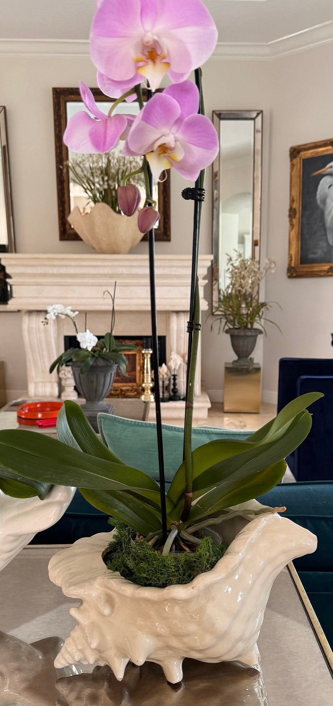 Shell Conch Planter Orchid Planter Vintage Succulent Planter White ...