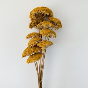 Dried Yellow Yarrow Stems, Home Decor, DIY Crafts - Etsy