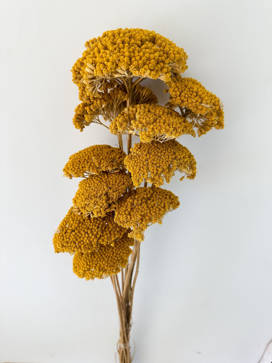 Dried Yellow Yarrow Stems, Home Decor, DIY Crafts - Etsy