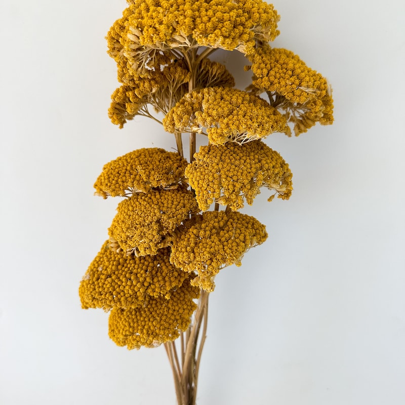 Yellow Dried Flowers - Etsy
