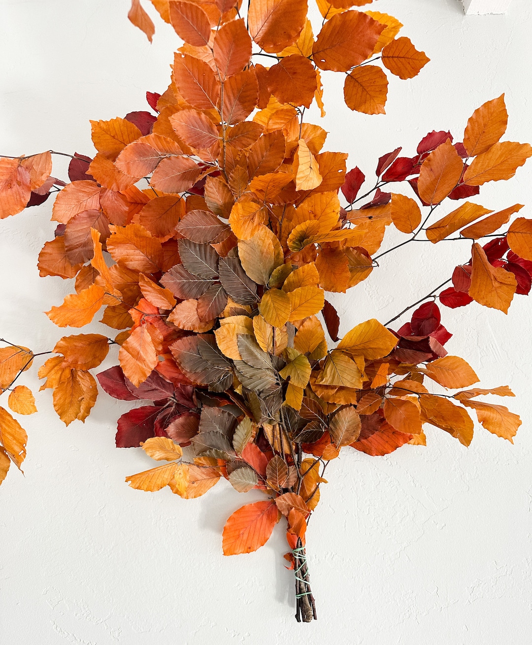 Fall Leaves, Copper Beech - Etsy