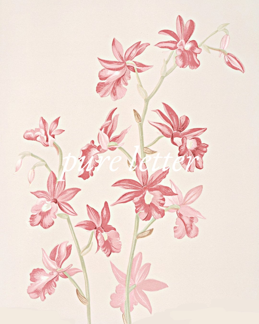 Pink Floral Art Pink Vintage Art Printable Wall Art Floral Sketch ...