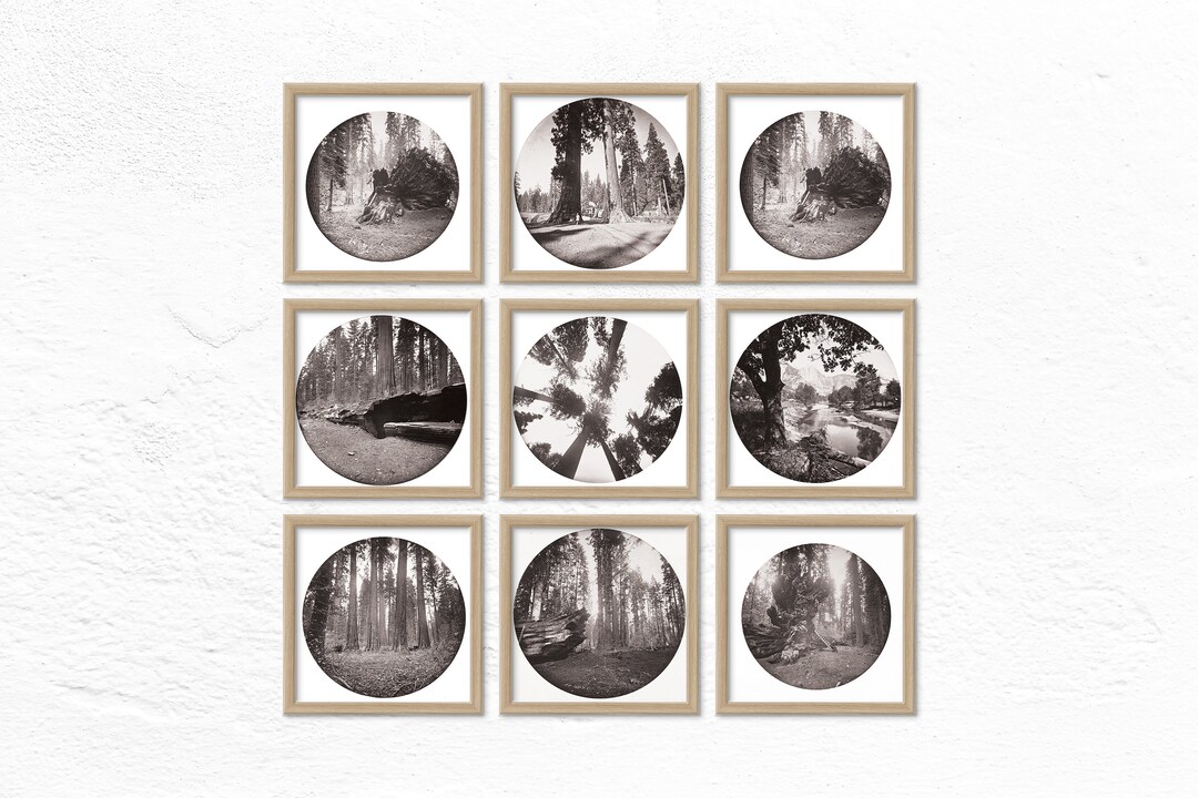 Calaveras Grove Big Trees State Park Cali Antique Photographs, Instant ...