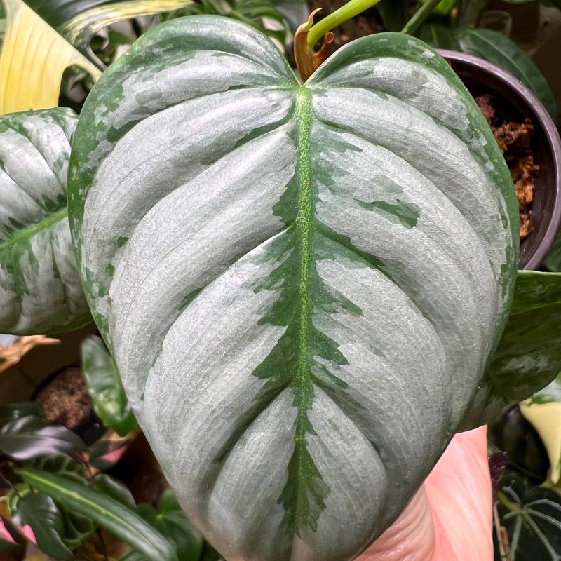 Philodendron Sodiroi - Etsy