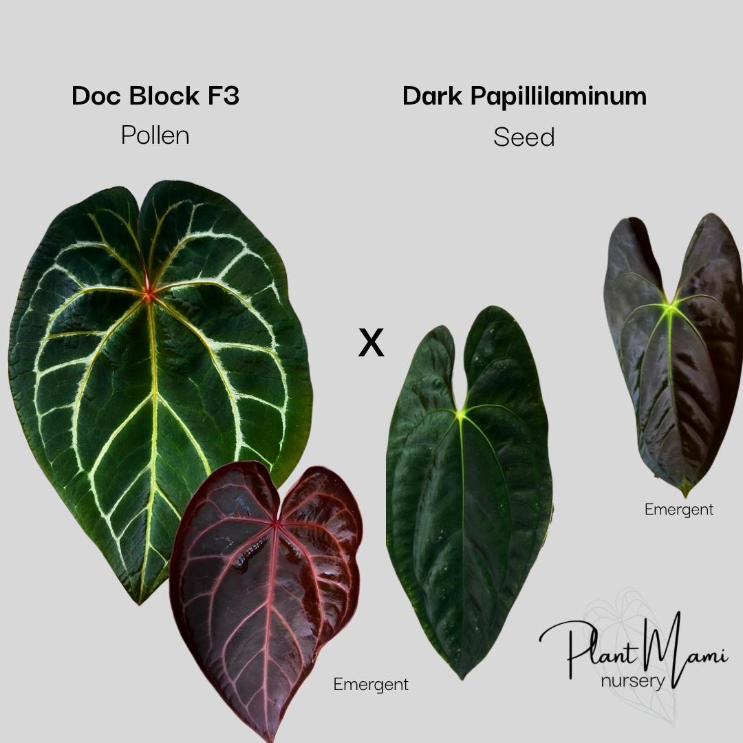 Anthurium Doc Block F3 X Anthurium Papillilaminum- Dark | 3-5 Leaf ...