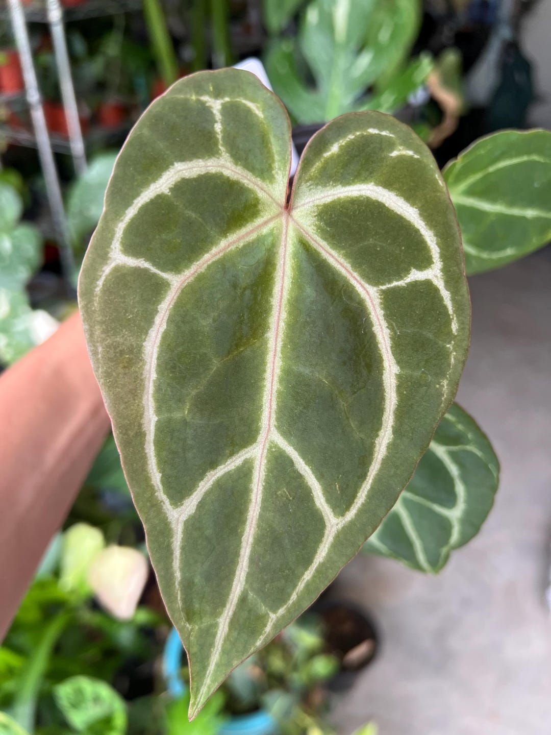 Anthurium NOID | Rooted, Established Plant | US Seller | Rare Plant ...