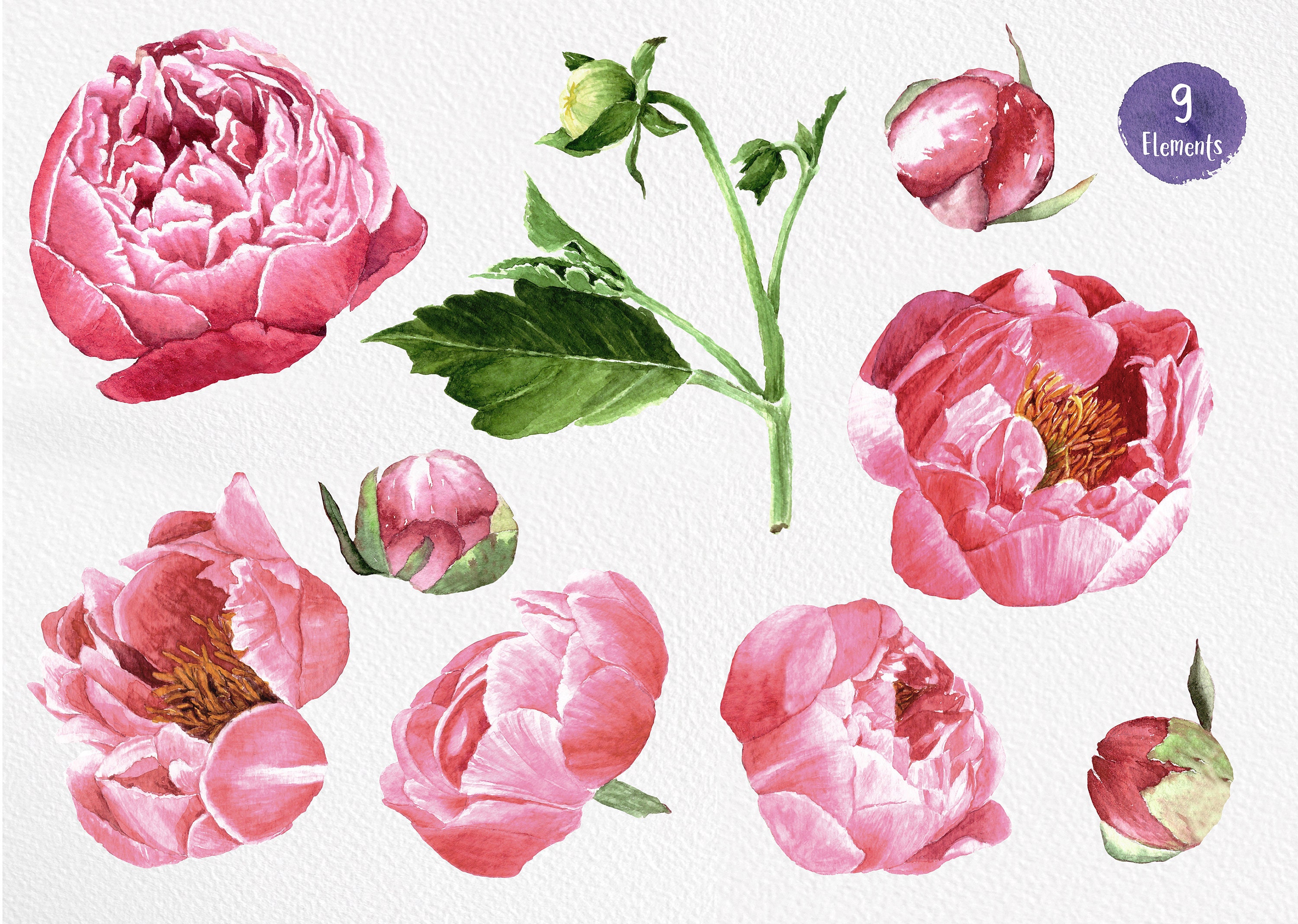Peony Watercolor Clipart Greenery Watercolor Bouquets Peony - Etsy