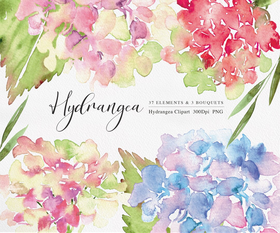Watercolor Clipart, Hydrangea Bouquet, Floral Arrangements, Wildflower ...