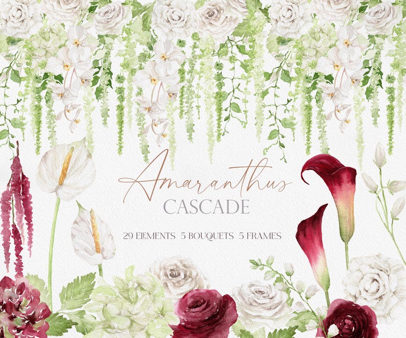 Watercolor Amaranthus Flower Clipart, Amaranthus CASCADE, Amaranthus ...