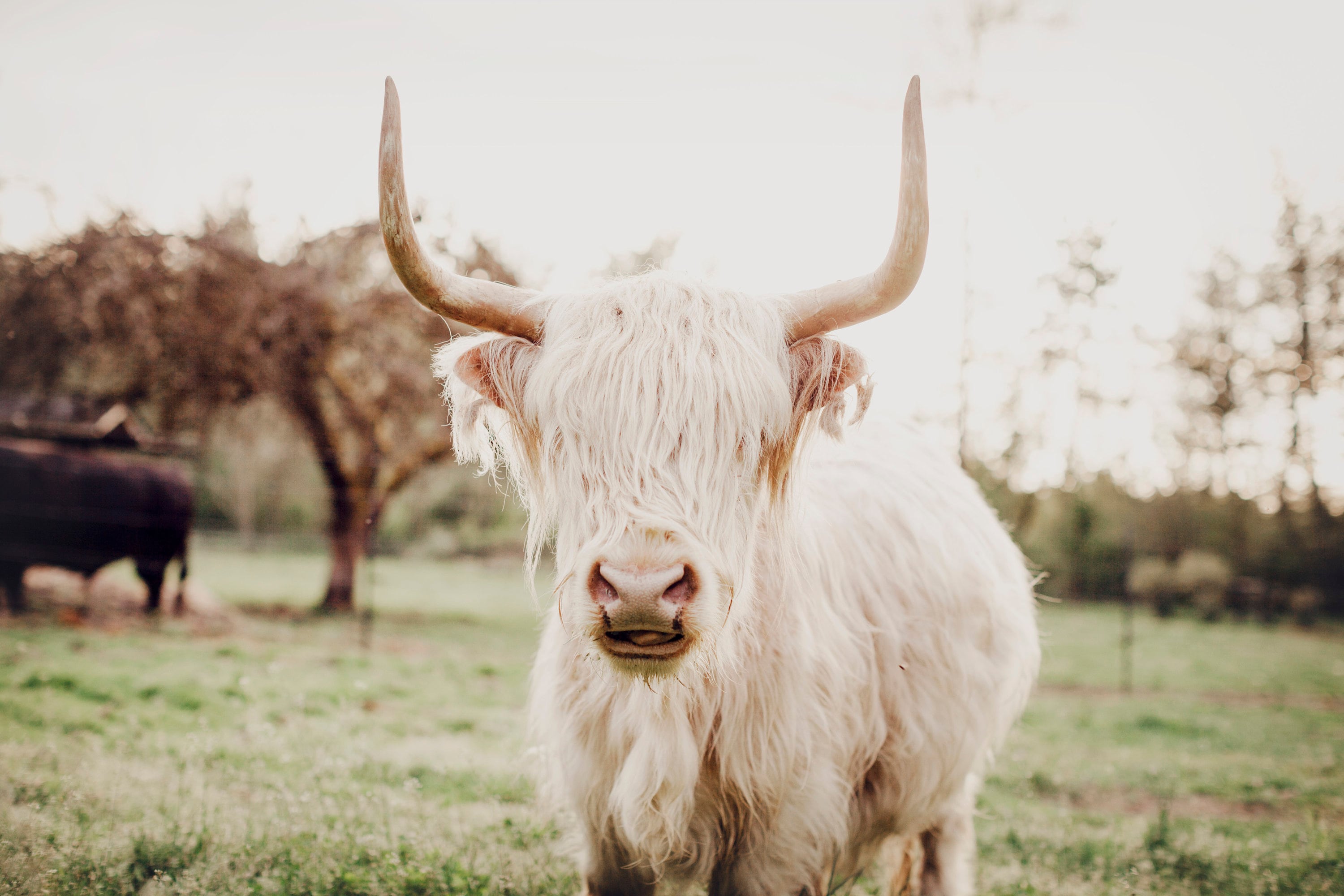 Longhorn Blonde Highland Mini Cow - Etsy