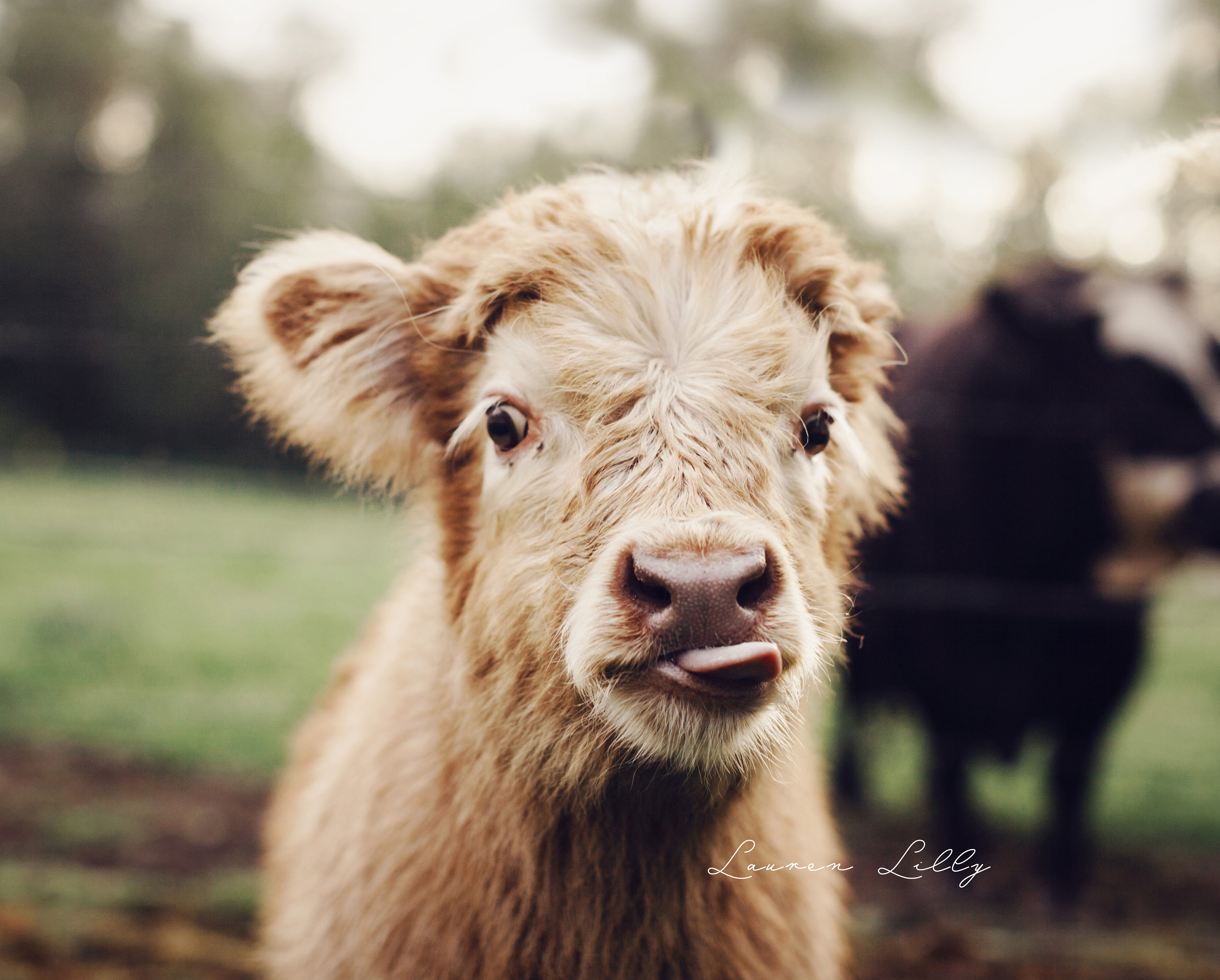 Highland Cattle Baby