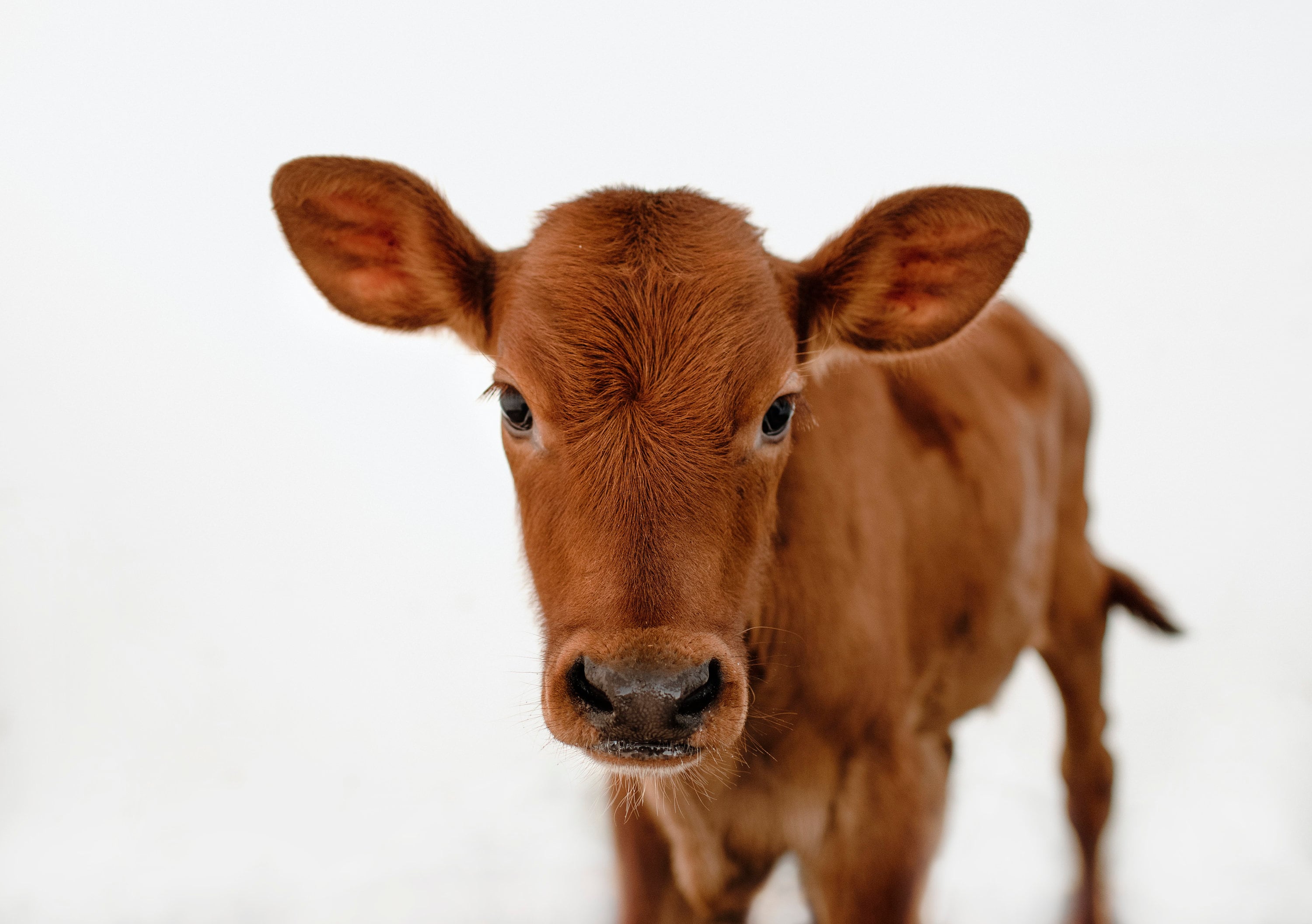 Baby Brown Calf