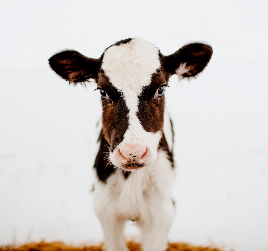 Dairy Calf Face - Etsy