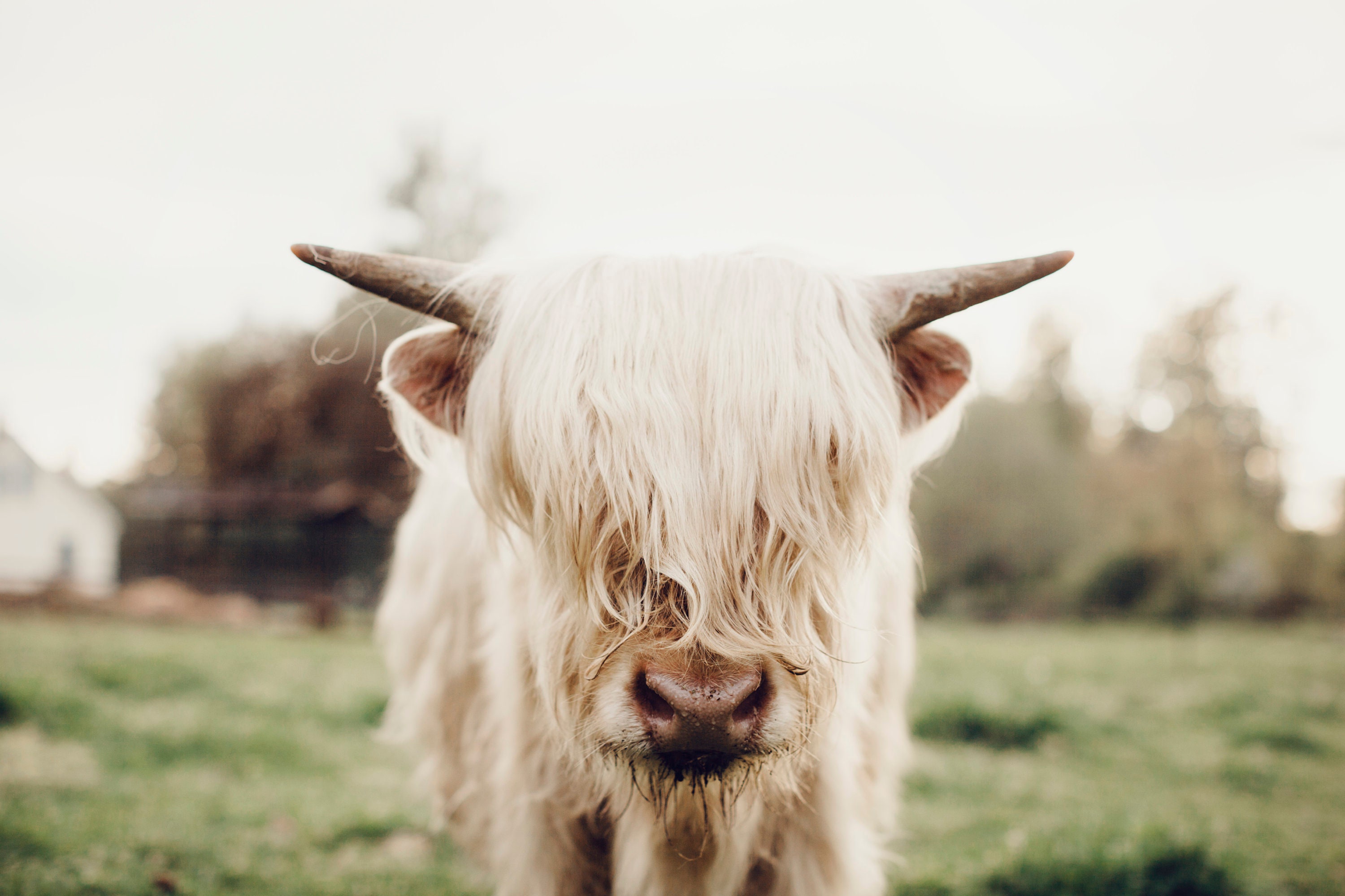 Blonde Highland Mini Cow Face - Etsy