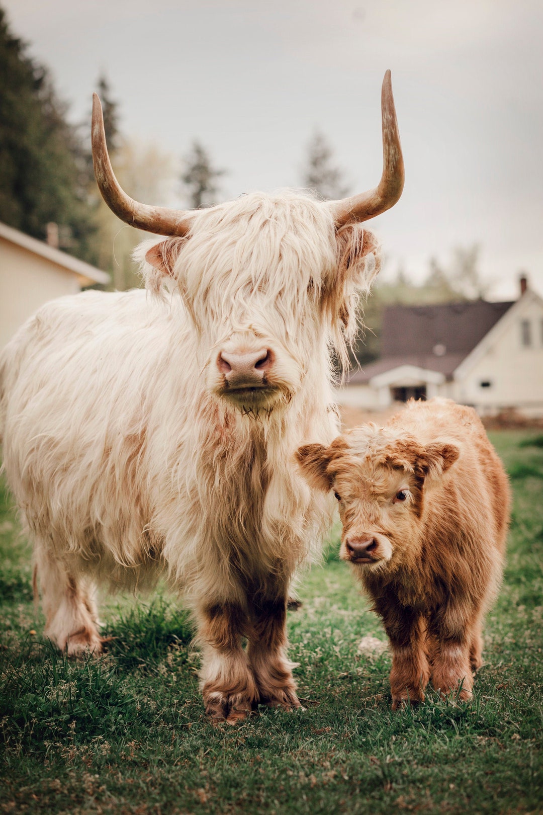 Miniature Highland Cows