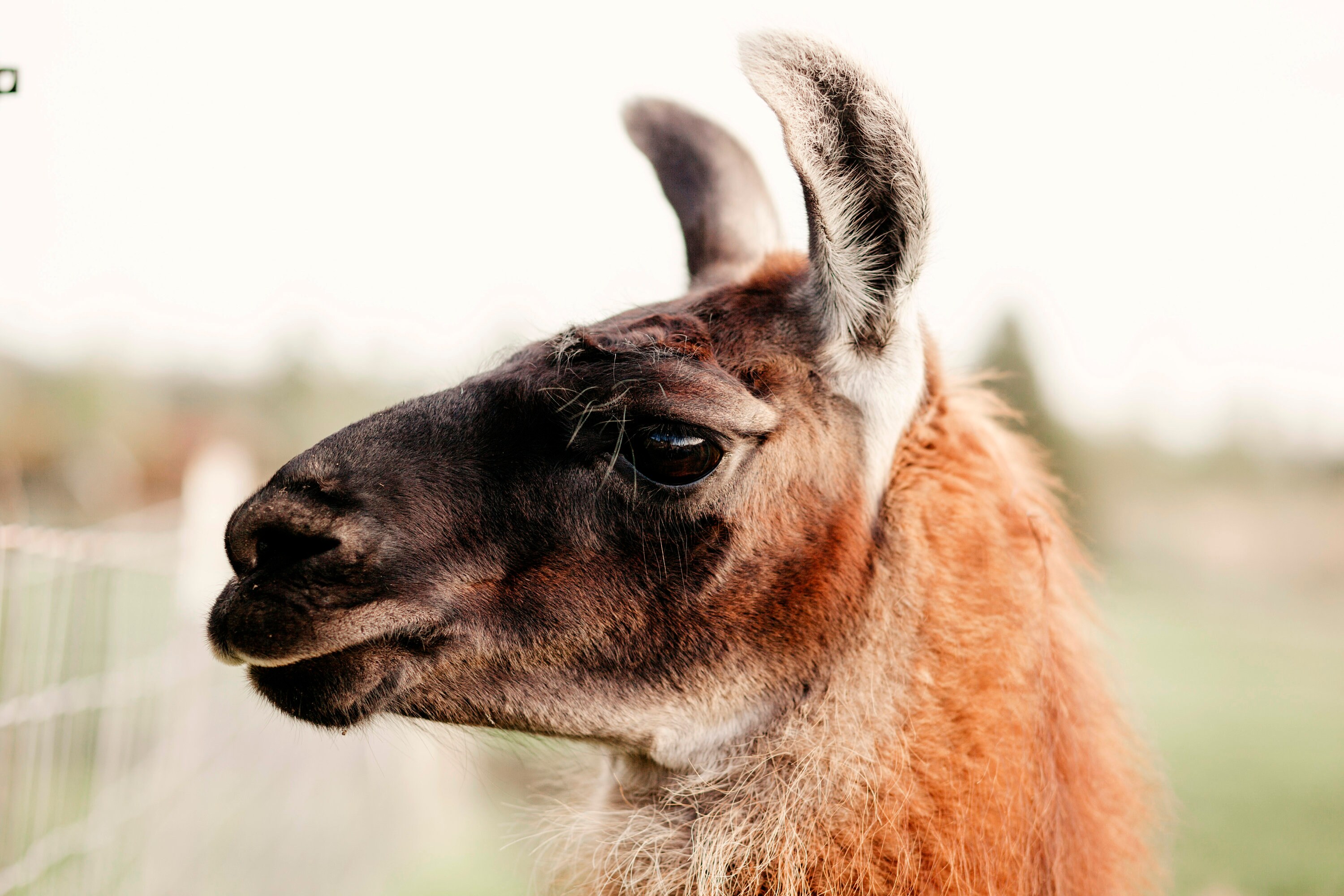 Llama Side Profile - Etsy