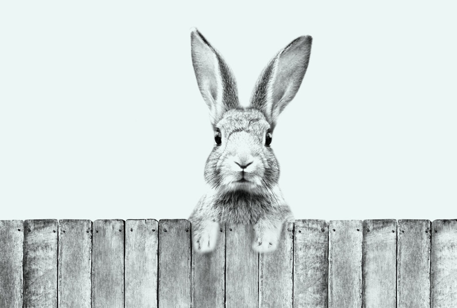 Adorable Little Rabbit Vinyl Wallpaper Bunny Wall Mural | Etsy