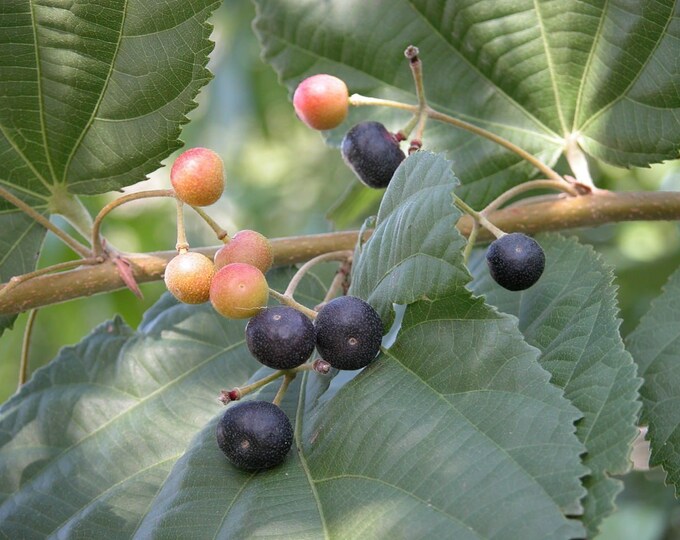 20 Phalsa | Falsa | Sherbet Berry | Grewia Asiatica Fruit Seeds - Etsy