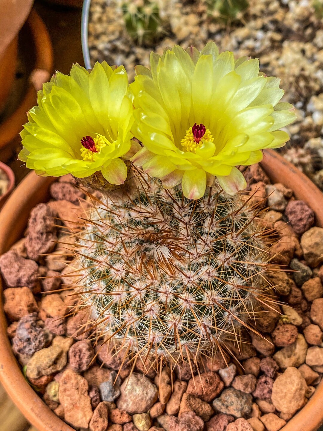 Notocactus Schlosseri Parodia Erubescens - Etsy