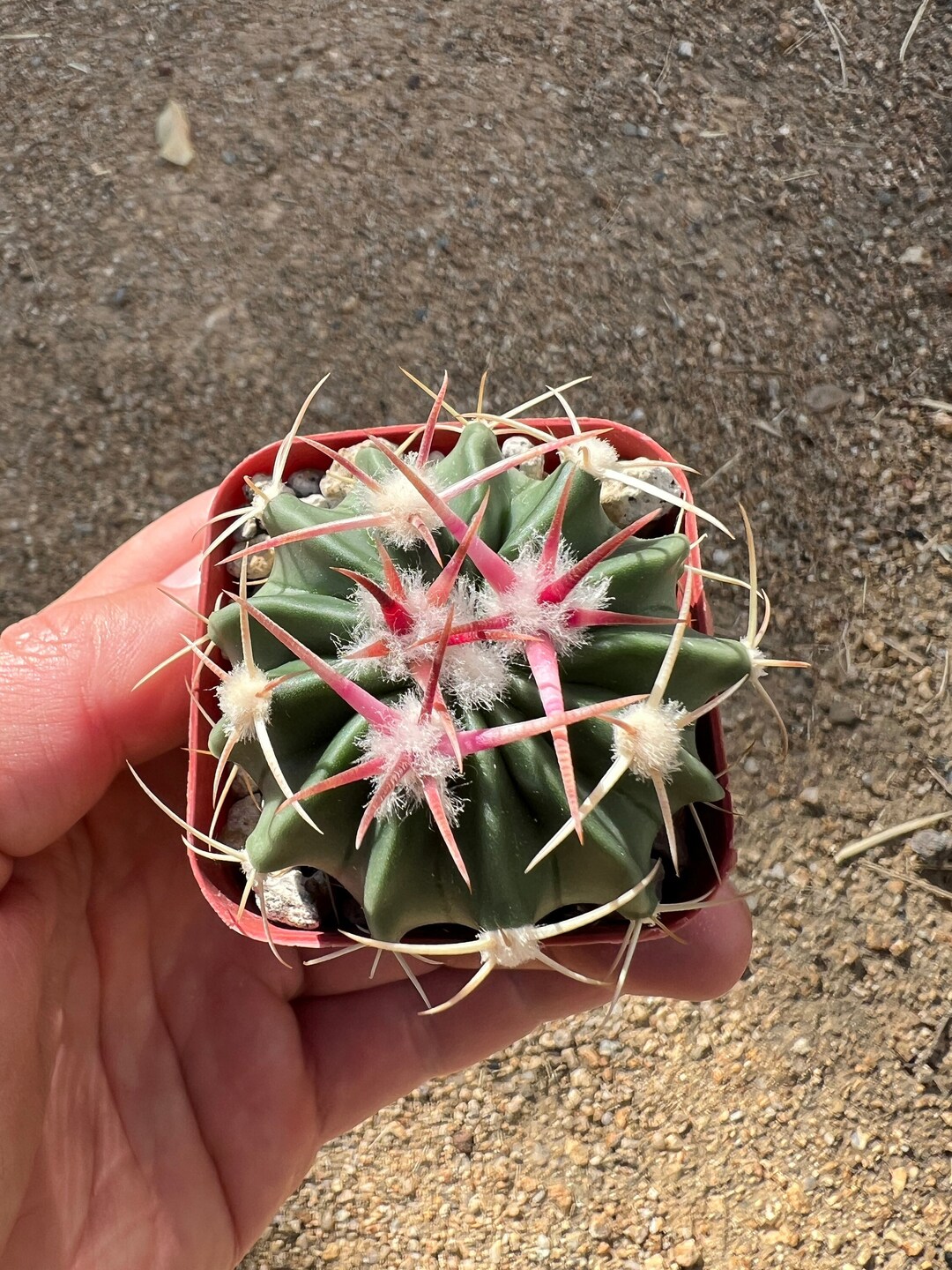 Echinocactus Texensis horse Crippler Cactus - Etsy