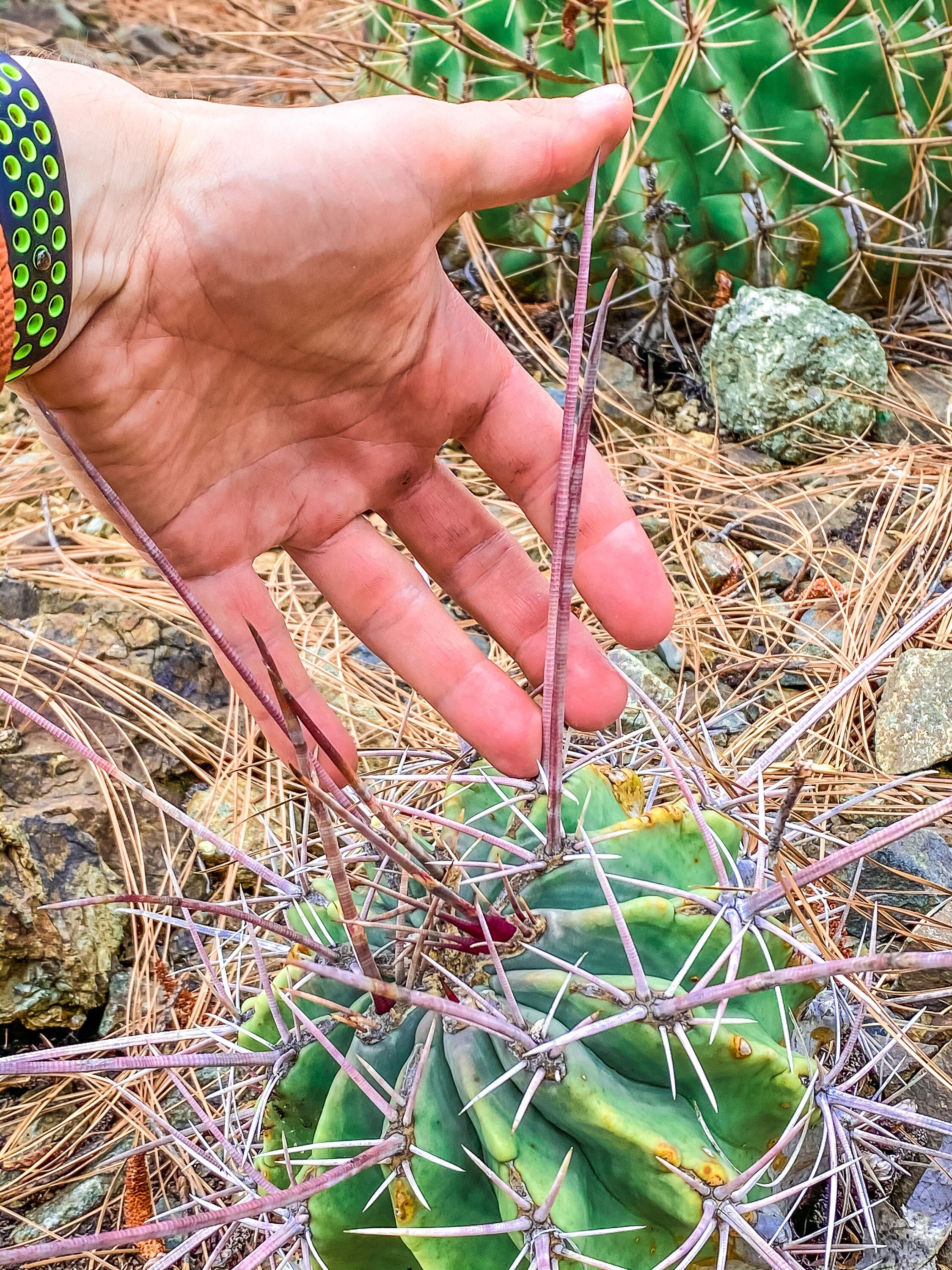 Long Spined Barrel Cactus Straight Spine Barrel ferocactus - Etsy