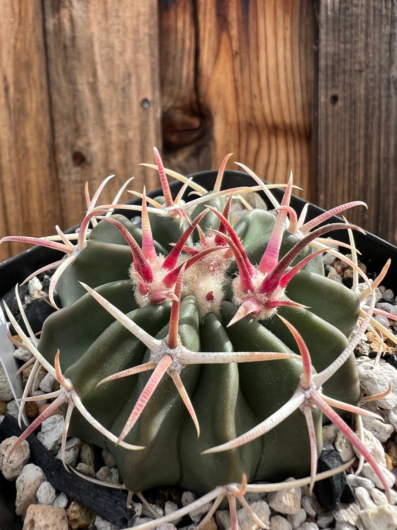 Echinocactus Texensis horse Crippler Cactus - Etsy