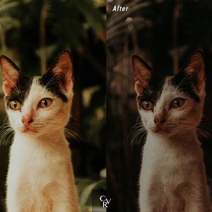 15 Dark Pets Lightroom Presets. Desktop and Mobile. 15 Different ...
