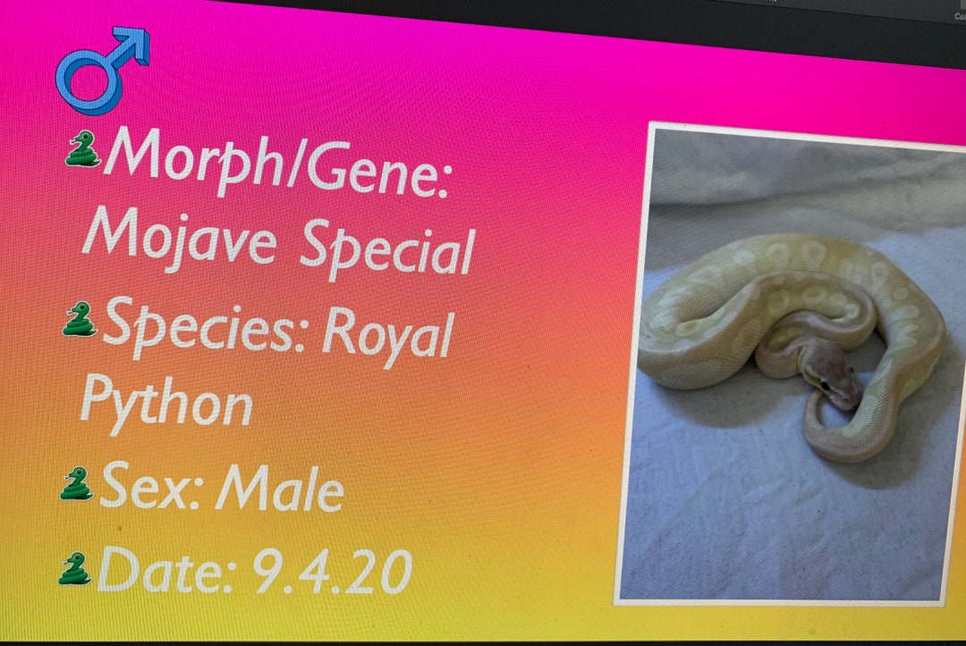 Custom Reptile Tags - Etsy