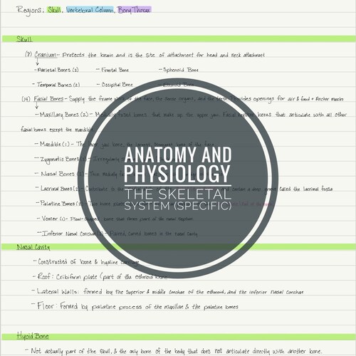 Anatomy and Physiology the Muscular System PDF Notes - Etsy