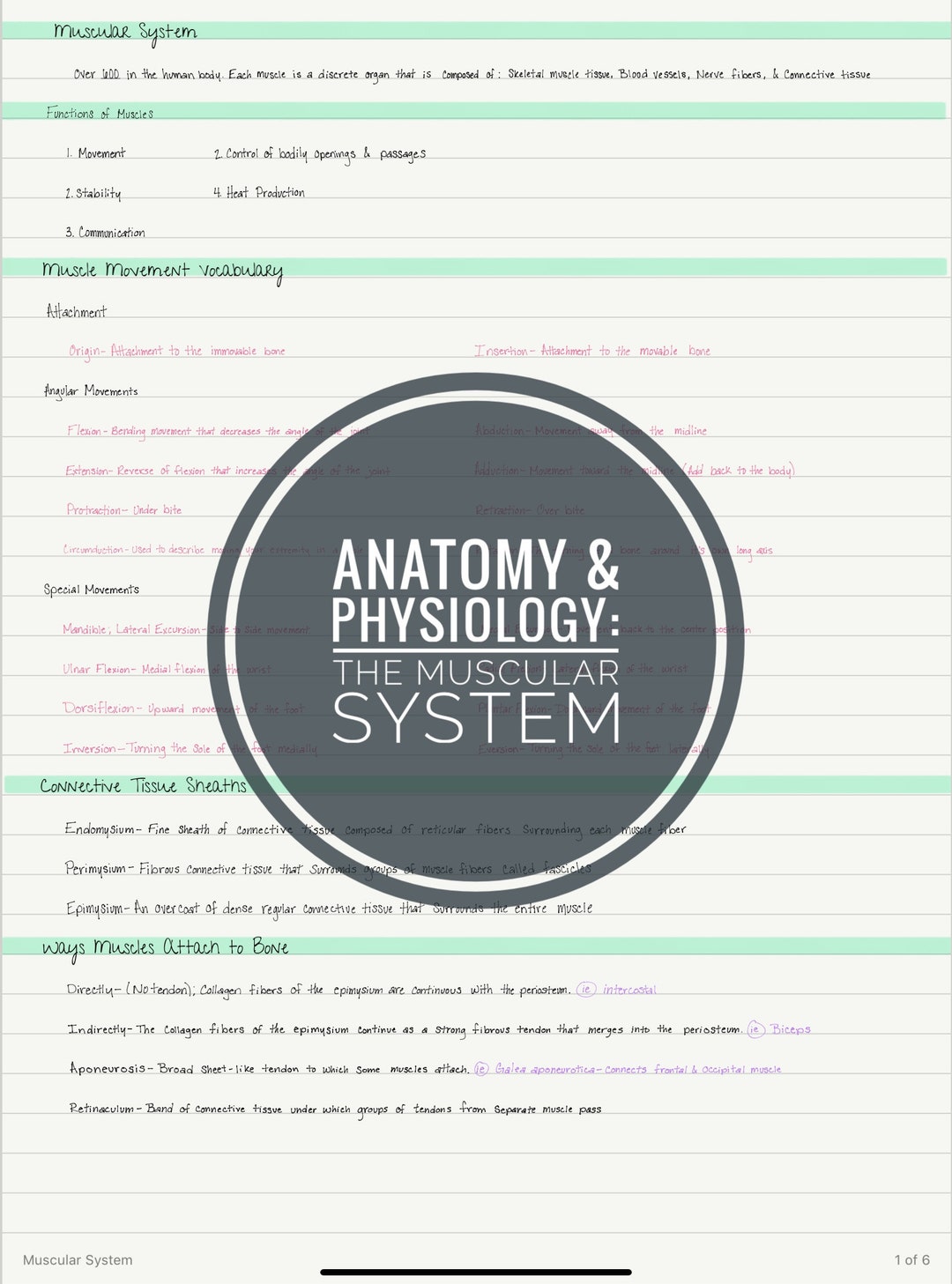 Anatomy and Physiology; the Muscular System PDF Notes - Etsy