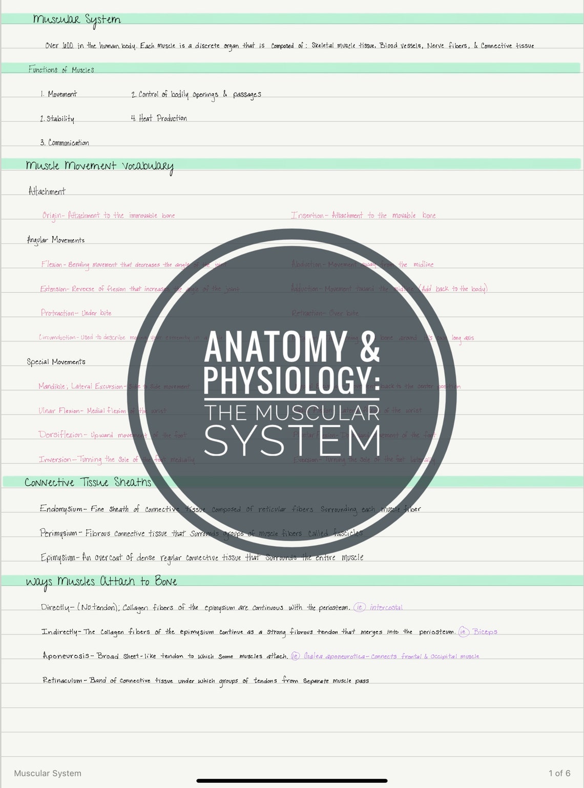 Anatomy and Physiology; the Muscular System PDF Notes - Etsy
