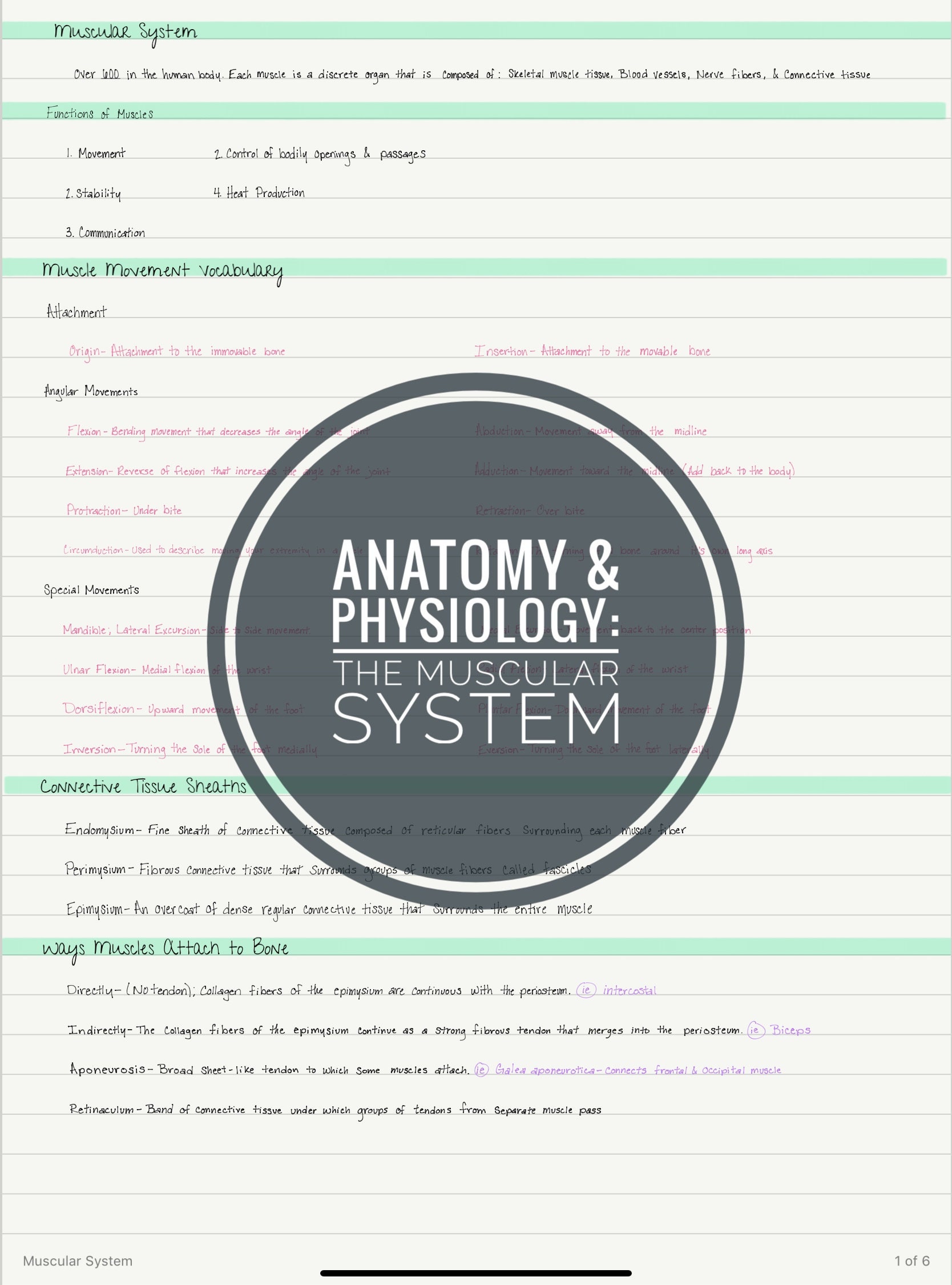 Anatomy and Physiology; the Muscular System PDF Notes - Etsy