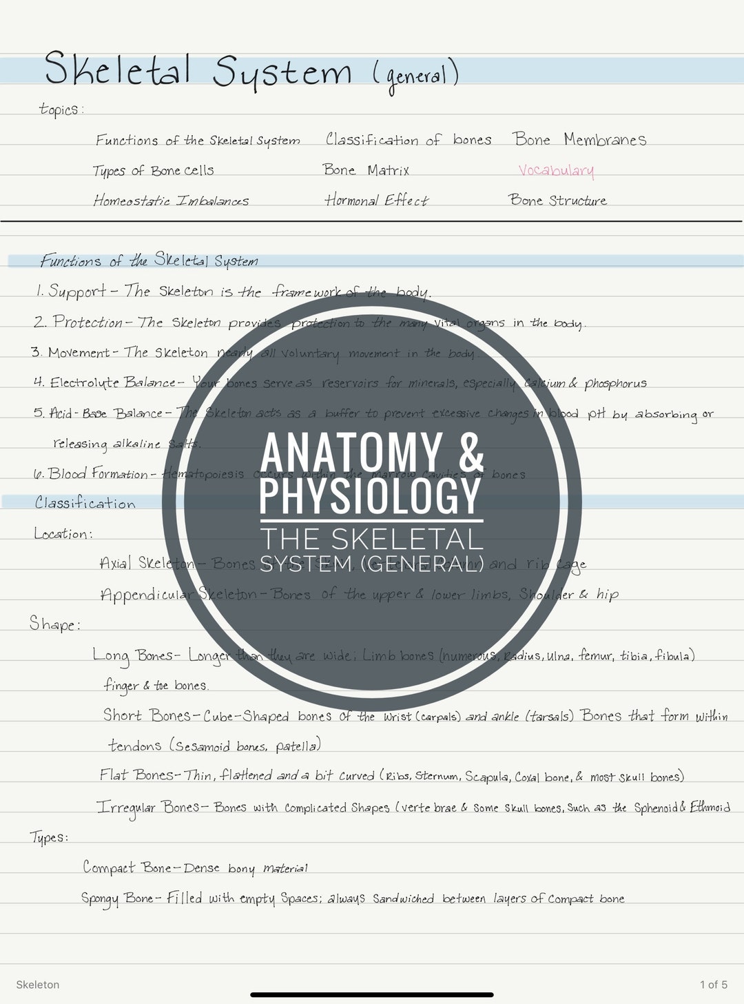 Anatomy & Physiology PDF Notes; the Skeletal System Printable - Etsy