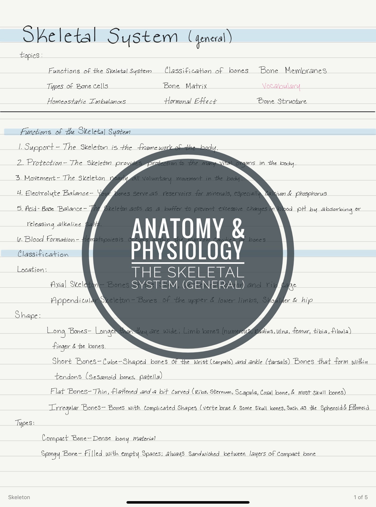 Anatomy & Physiology PDF Notes the Skeletal System Printable - Etsy