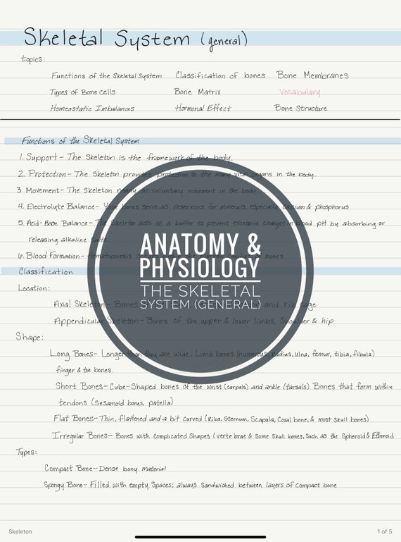 Anatomy & Physiology PDF Notes the Skeletal System Printable - Etsy