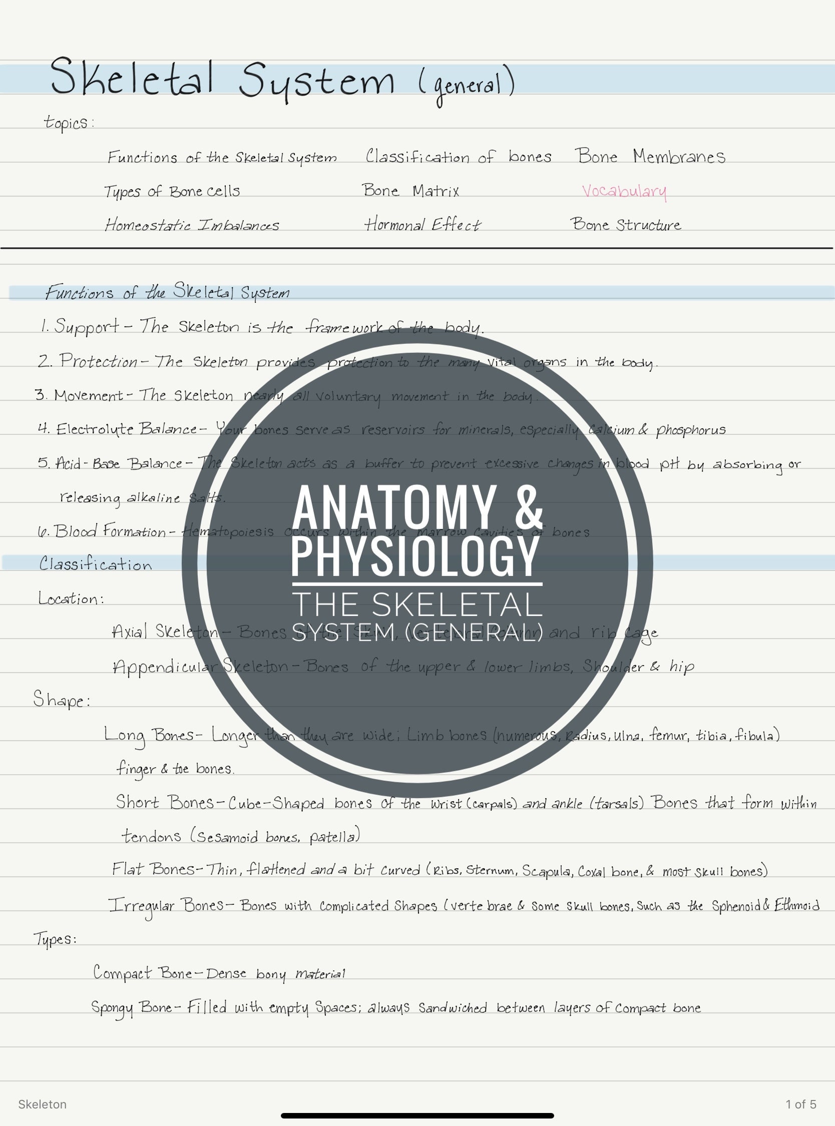 Anatomy & Physiology PDF Notes; the Skeletal System Printable - Etsy