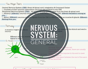 Anatomy & Physiology Nervous System Notes - Etsy